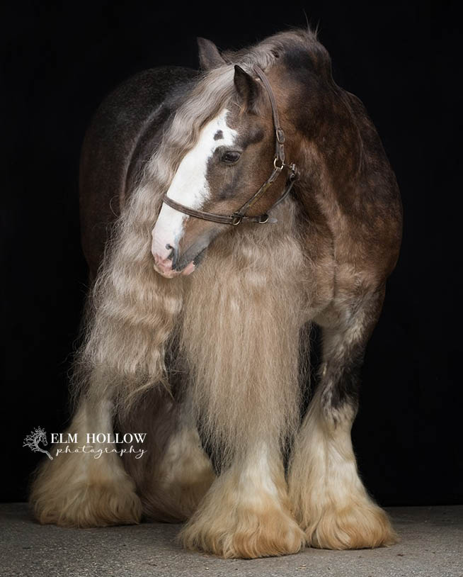 Silver Bullet - Fabulous Purebred Gypsy Vanner Stallion - Stable Express