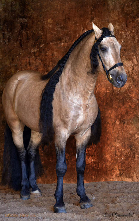 Storm Shadow, Warlander Stallion - Stable Express