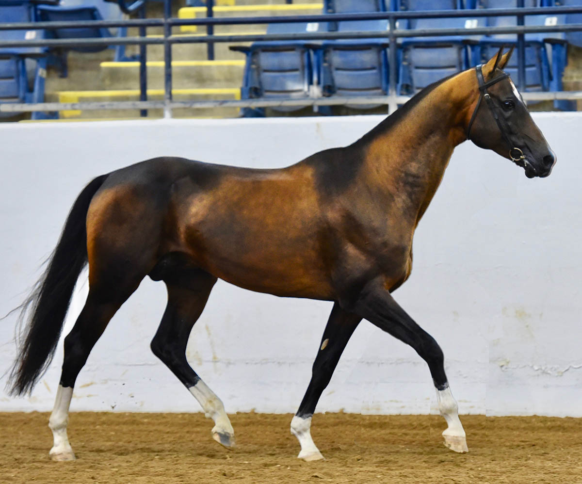 Akhal-Teke Horses - Stable Express