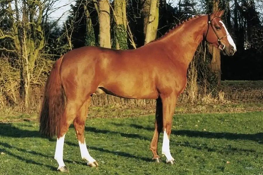 Tangelo Van De Zuuthoeve - Stable Express