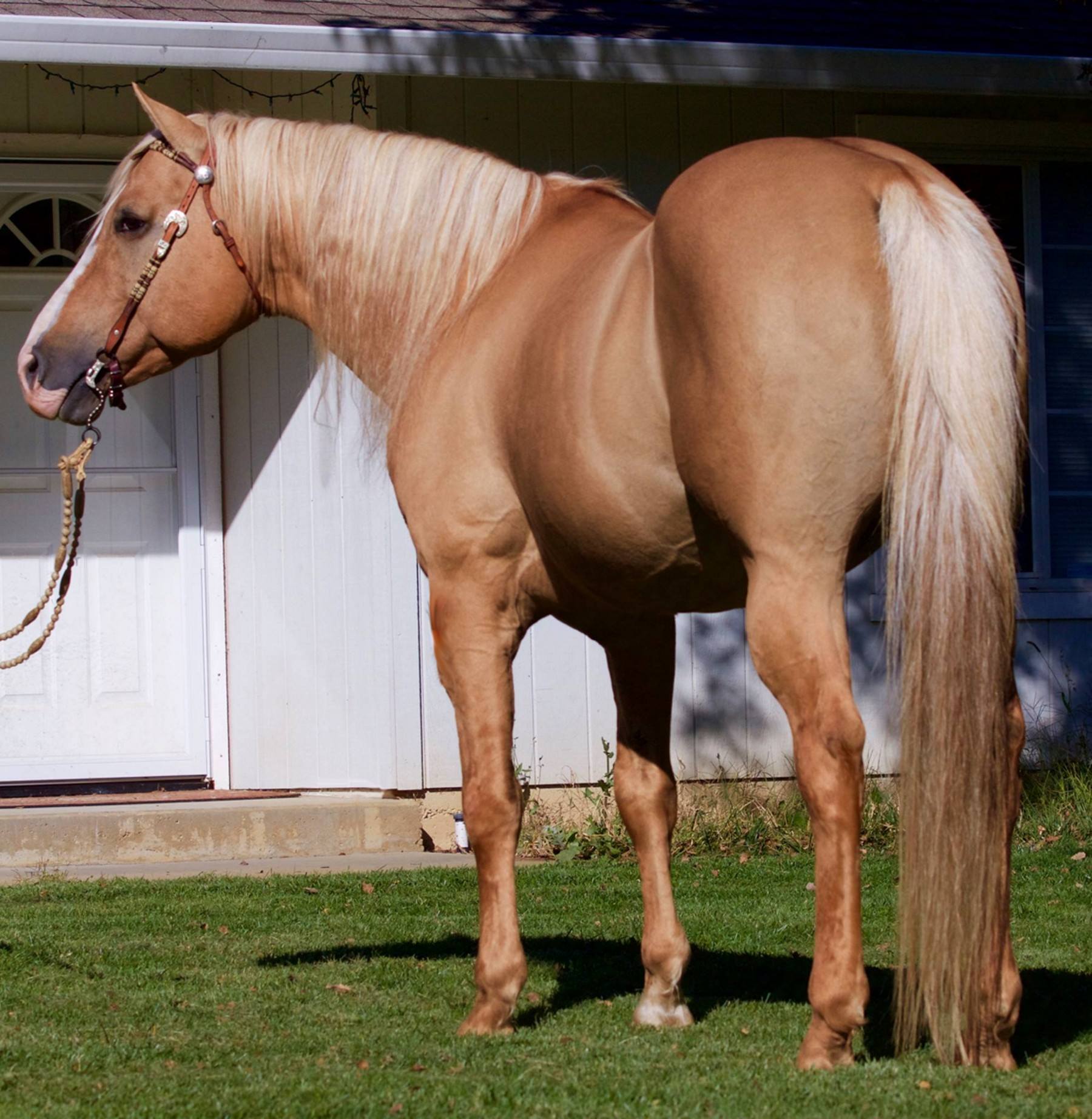 Dunalino - Stable Express