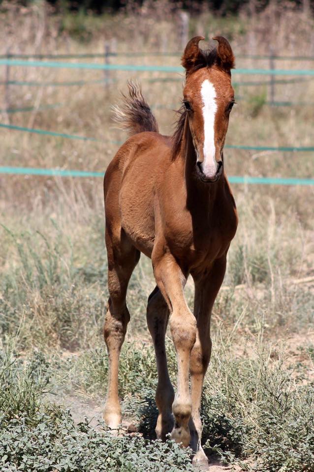 Indian Marwari Mare and Foal @SADANAND SALVI - Stable Express