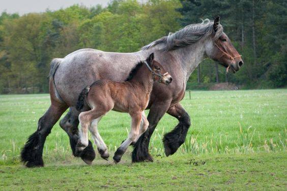 Beautiful and Powerful Draft Horse Breeds - Stable Express