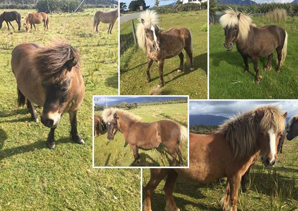 Timor Pony - Stable Express