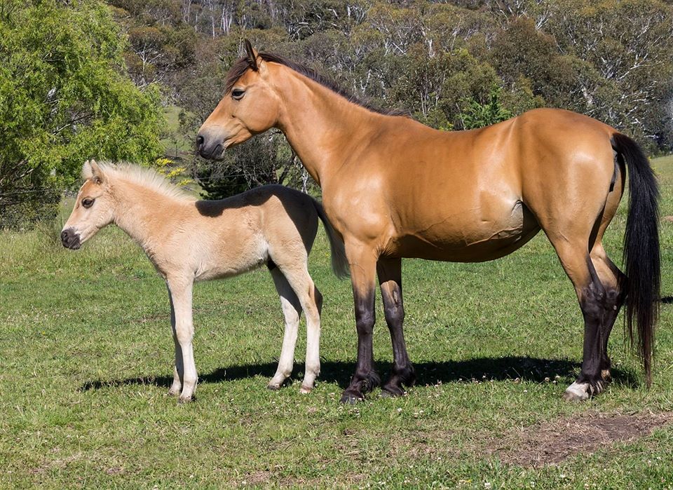 Timor Pony - Stable Express