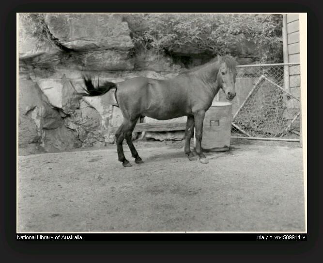 Timor Pony - Stable Express