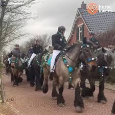 Traditional on Dutch draft horses Centuries-old Ritual, Farmers riding ...