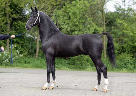 Ulandro - Dutch Harness Stallion - Stable Express