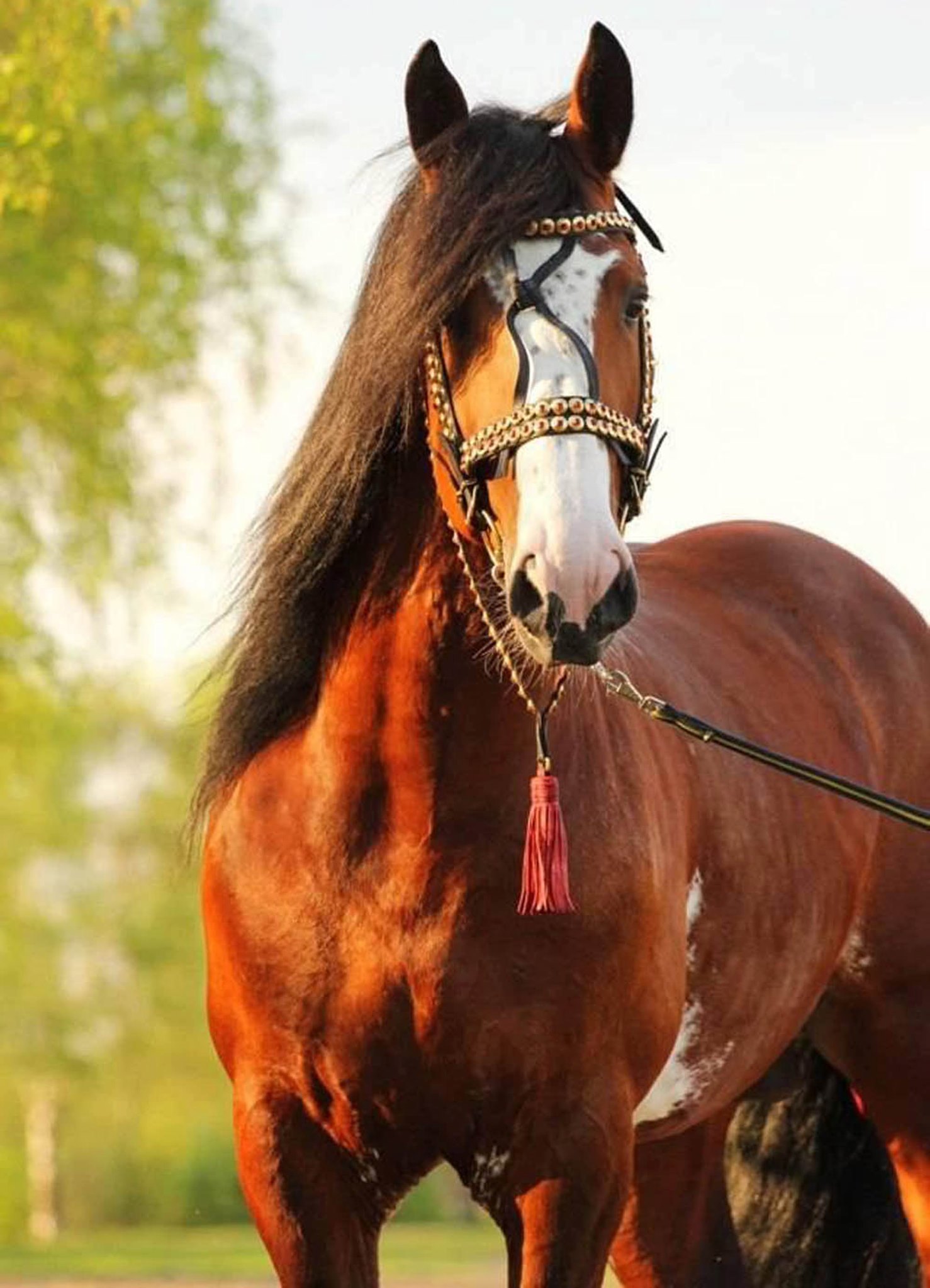 Russian Heavy Draft Horse Stallion - Maidan - Stable Express