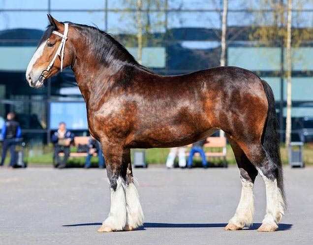 Vladimir Heavy Draft - Stable Express