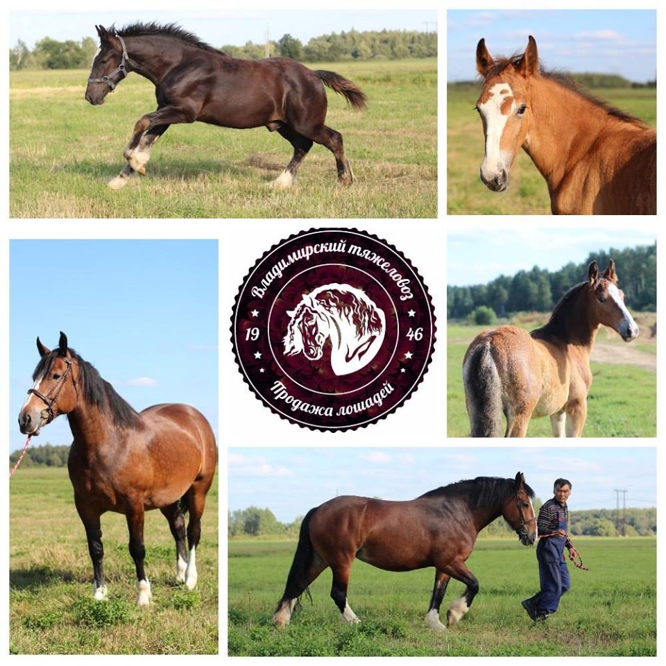 Vladimir Heavy Draft - Stable Express