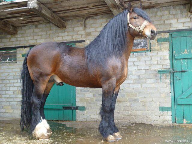 Vladimir Heavy Draft - Stable Express