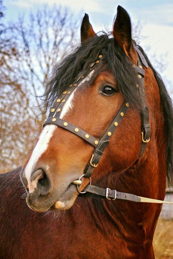 Vladimir Heavy Draft - Stable Express