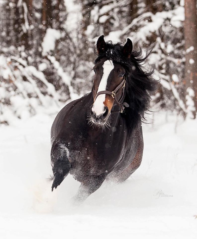 Vladimir Heavy Draft - Stable Express