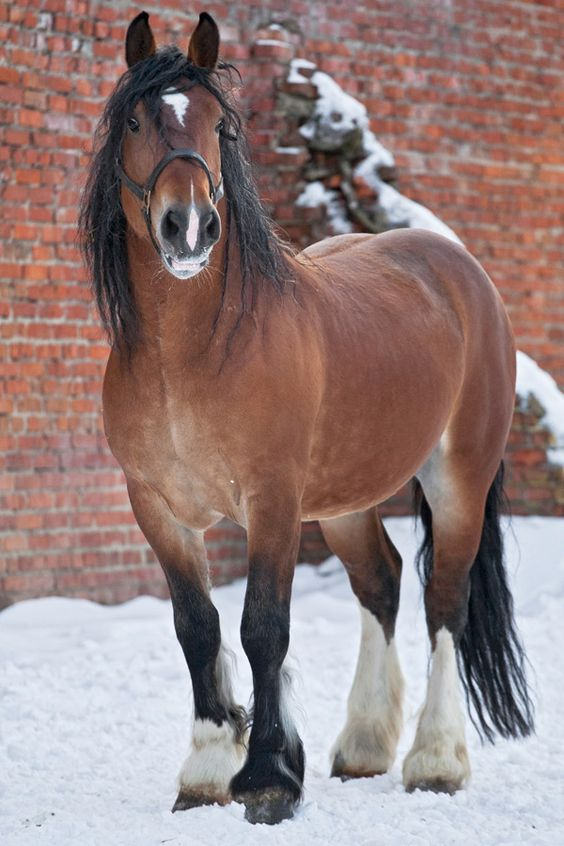 Vladimir Heavy Draft - Stable Express
