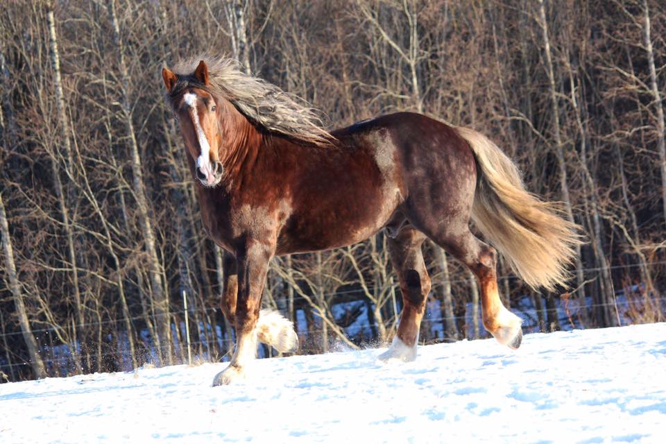 Vladimir Heavy Draft - Stable Express