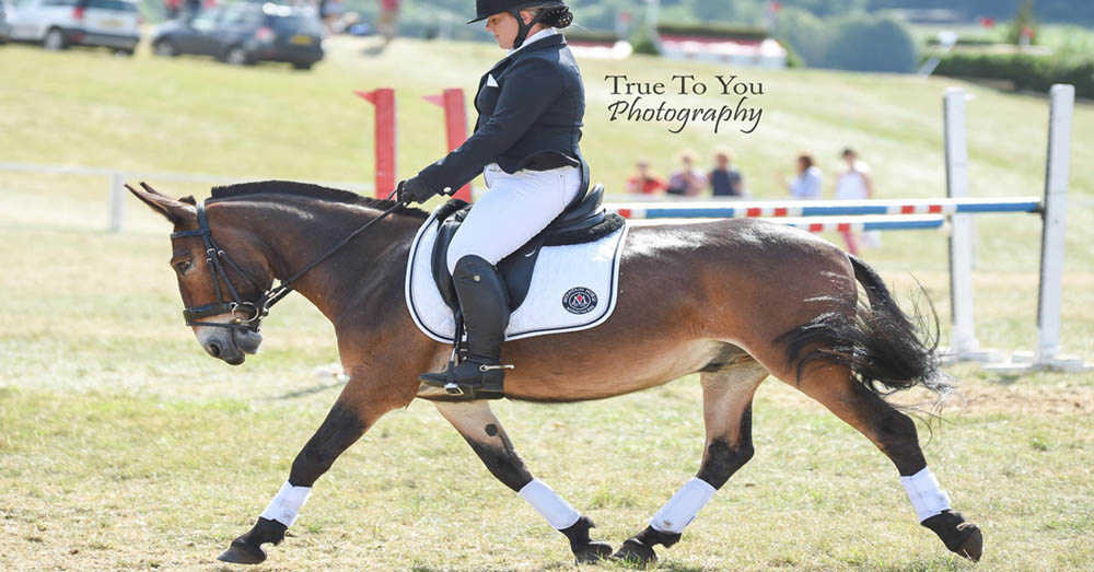 Meet Wallace the first mule to win the British dressage competition ...