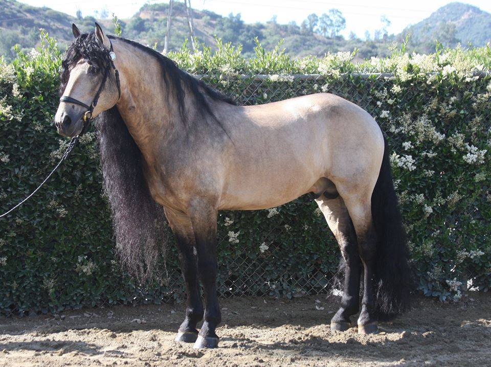 Storm Shadow, Warlander Stallion - Stable Express