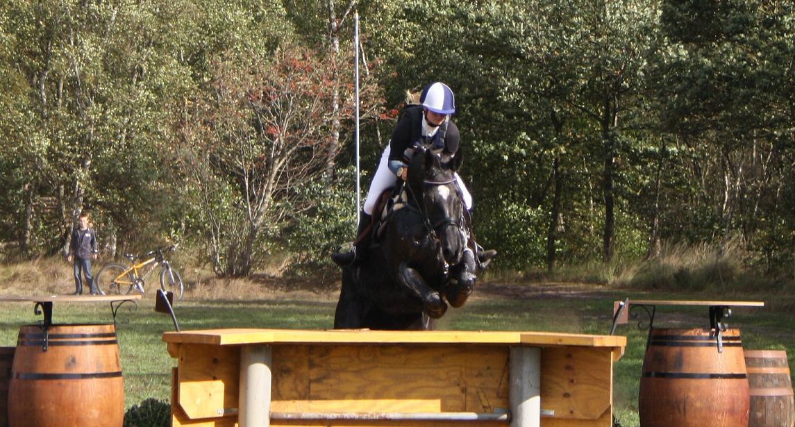 Zangersheide Stud - Stable Express