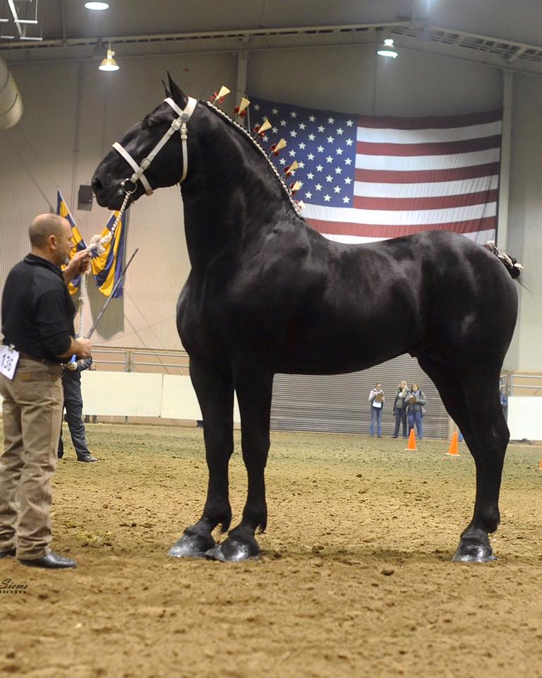 Percheron Horses - Stable Express