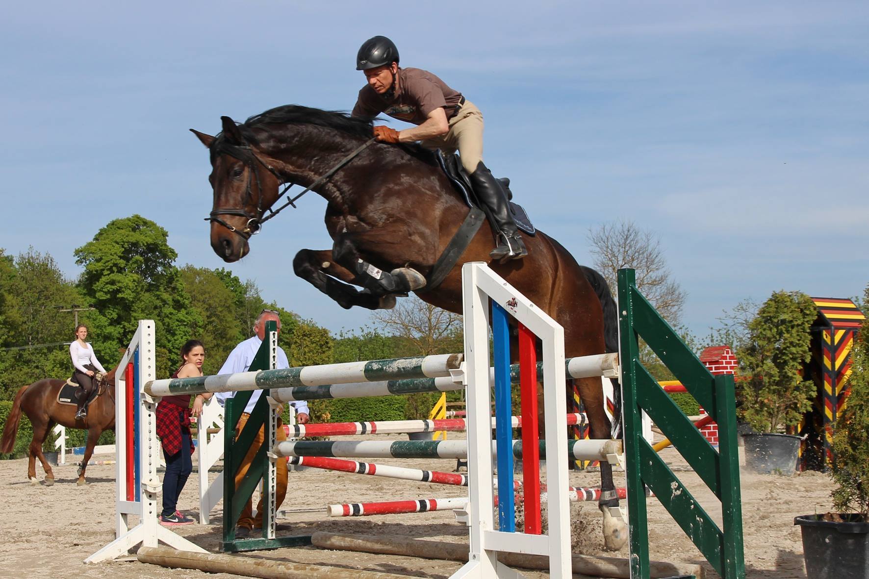 Dutch Draft Horse - Maarten - Stable Express