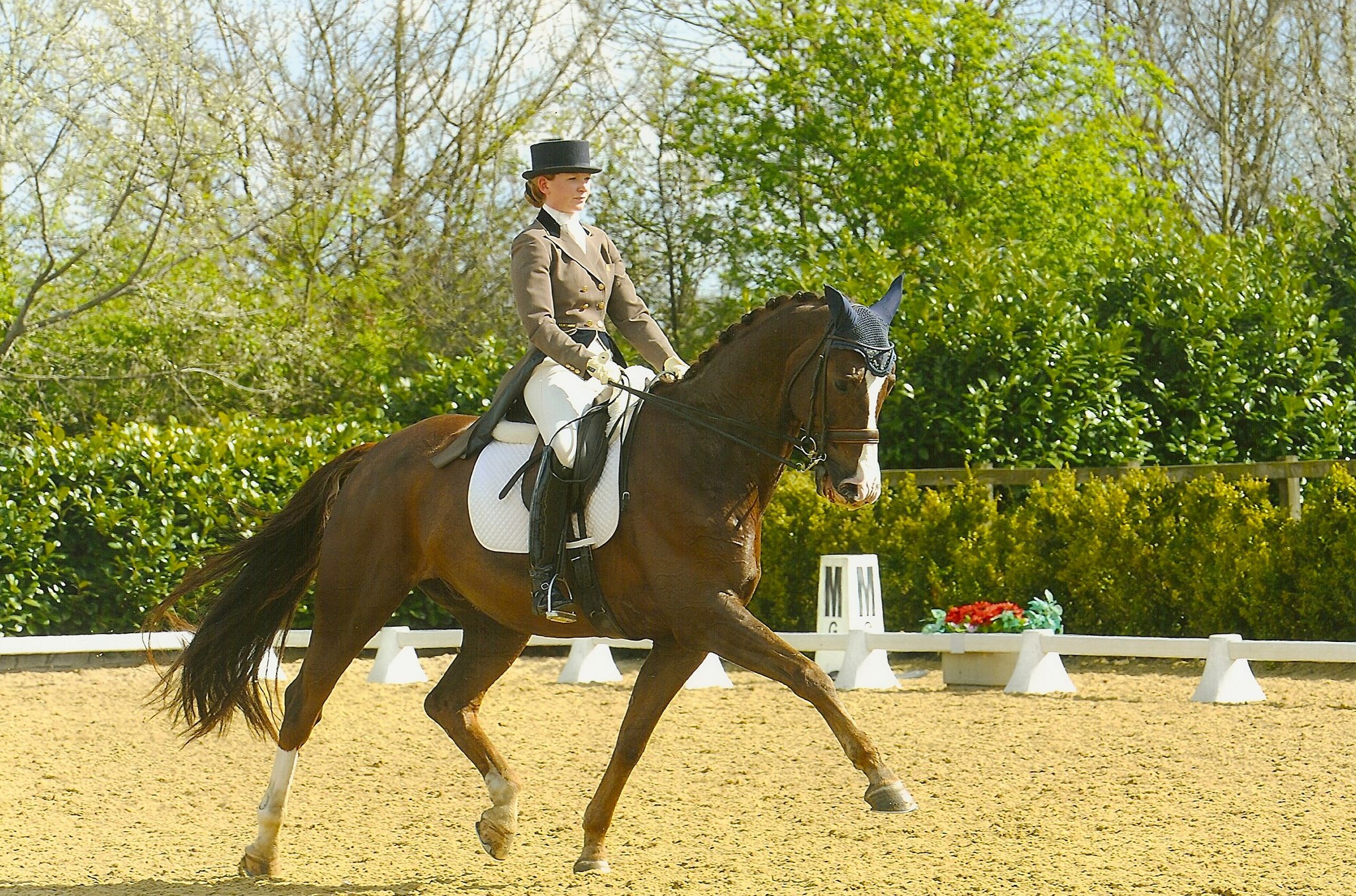 Palomino Horses - Stable Express