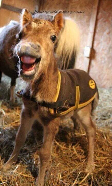 Horse Height Conversion Chart - Stable Express