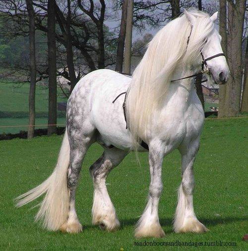 Horse Height Conversion Chart - Stable Express