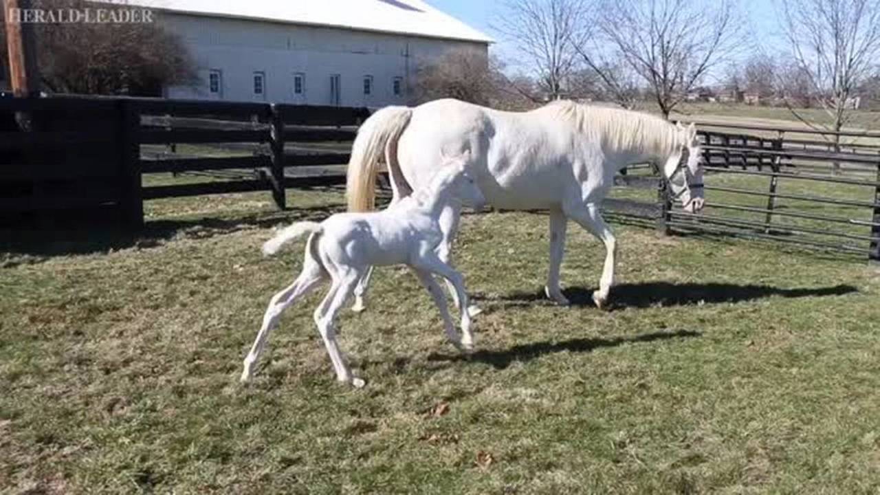 Rare White Foal a Patchen Wilkes Specialty - Stable Express