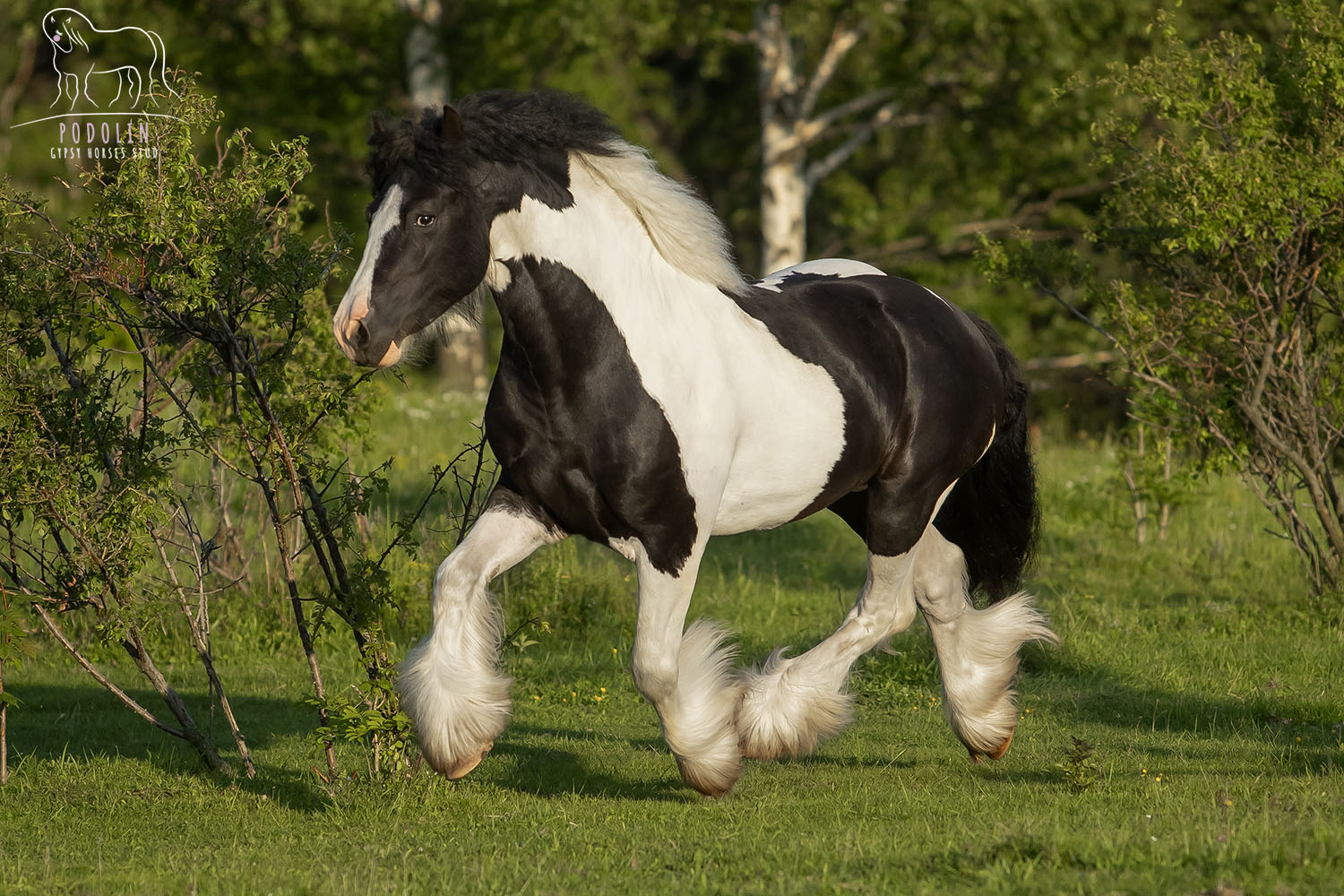 McCartney Wow Factor - Piebald Gypsy Cob Stallion - Stable Express